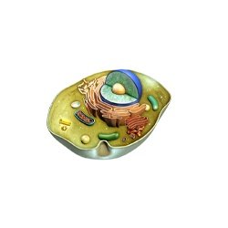 Animal Cell Model - Mechanical Lab Equipment's