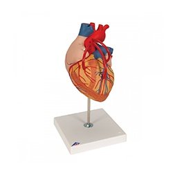 Heart With Bypass Model - Mechanical Lab Equipment's