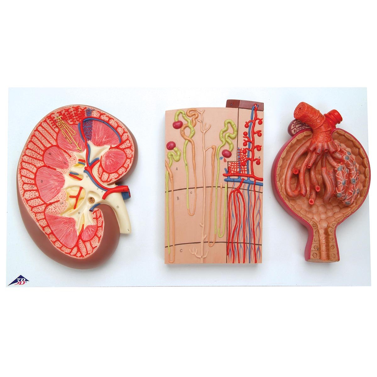 Kidney Section With Renal Nephron And Renal Corpuscle - Mechanical Lab ...