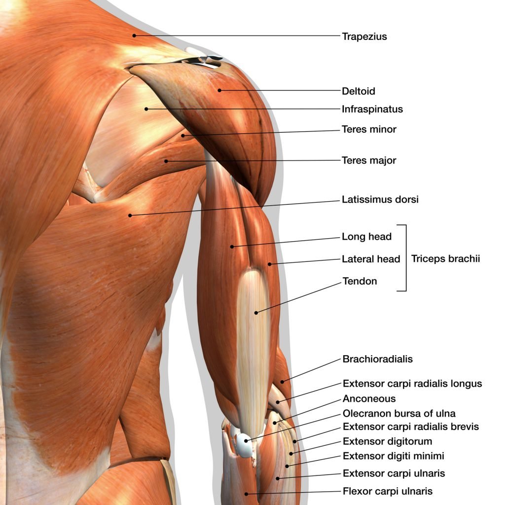 Shoulder Muscle Anatomy Model - Mechanical Lab Equipment's